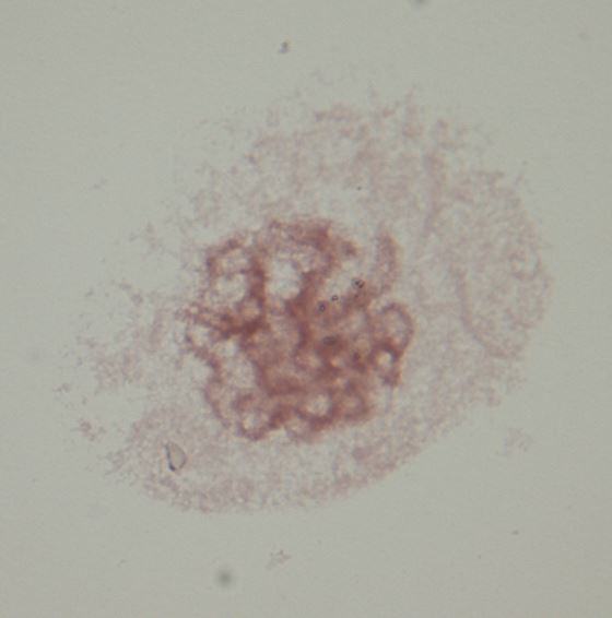 Atlas Cel: Microscopia, Biologia Celular, Embriologia, Histologia e ...