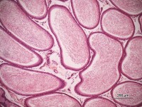 Atlas Cel: Microscopia, Biologia Celular, Embriologia, Histologia e ...